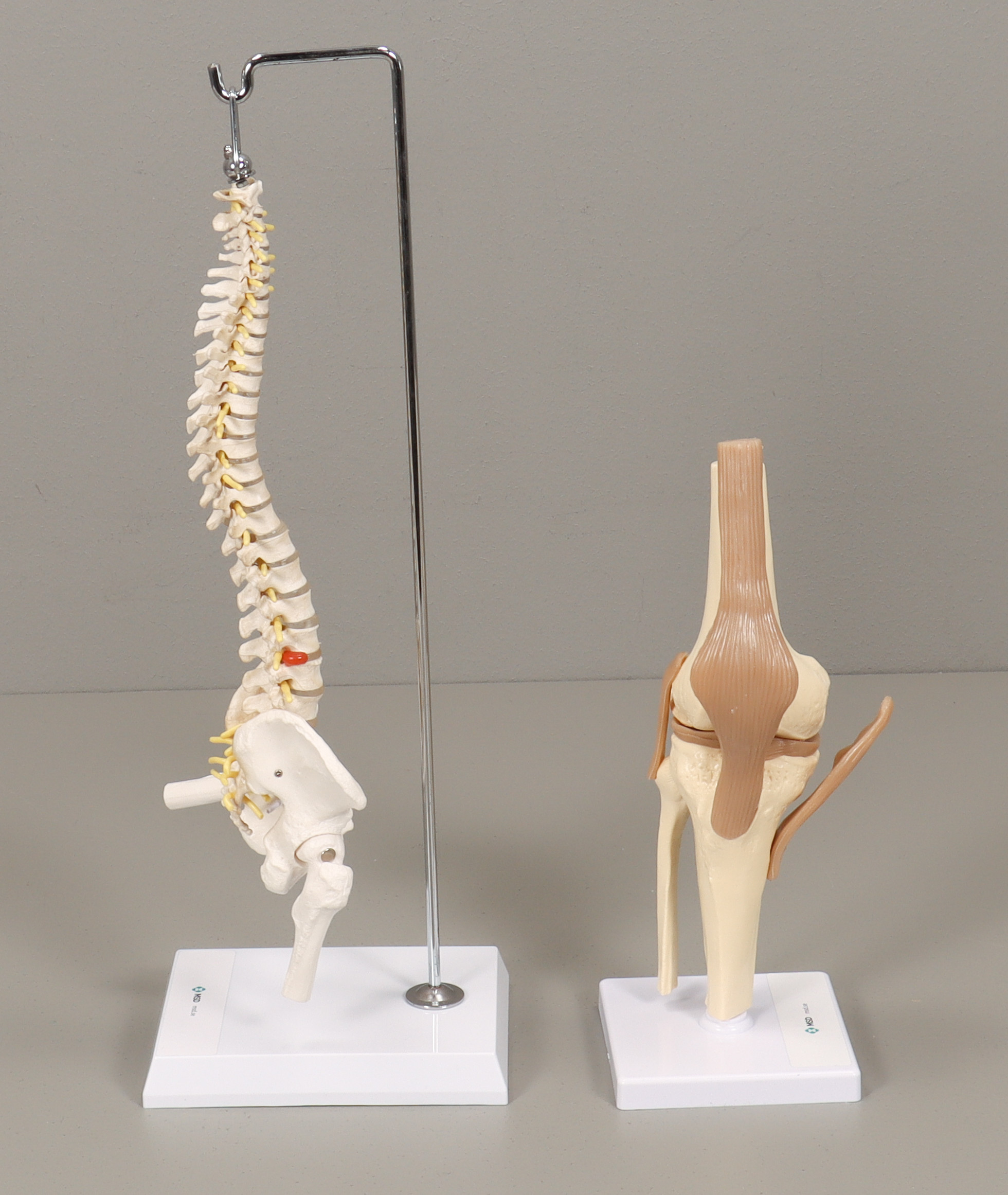 Images for 3578119. ANATOMICAL MODELS, 2 pieces, skeletal parts, MSD ...