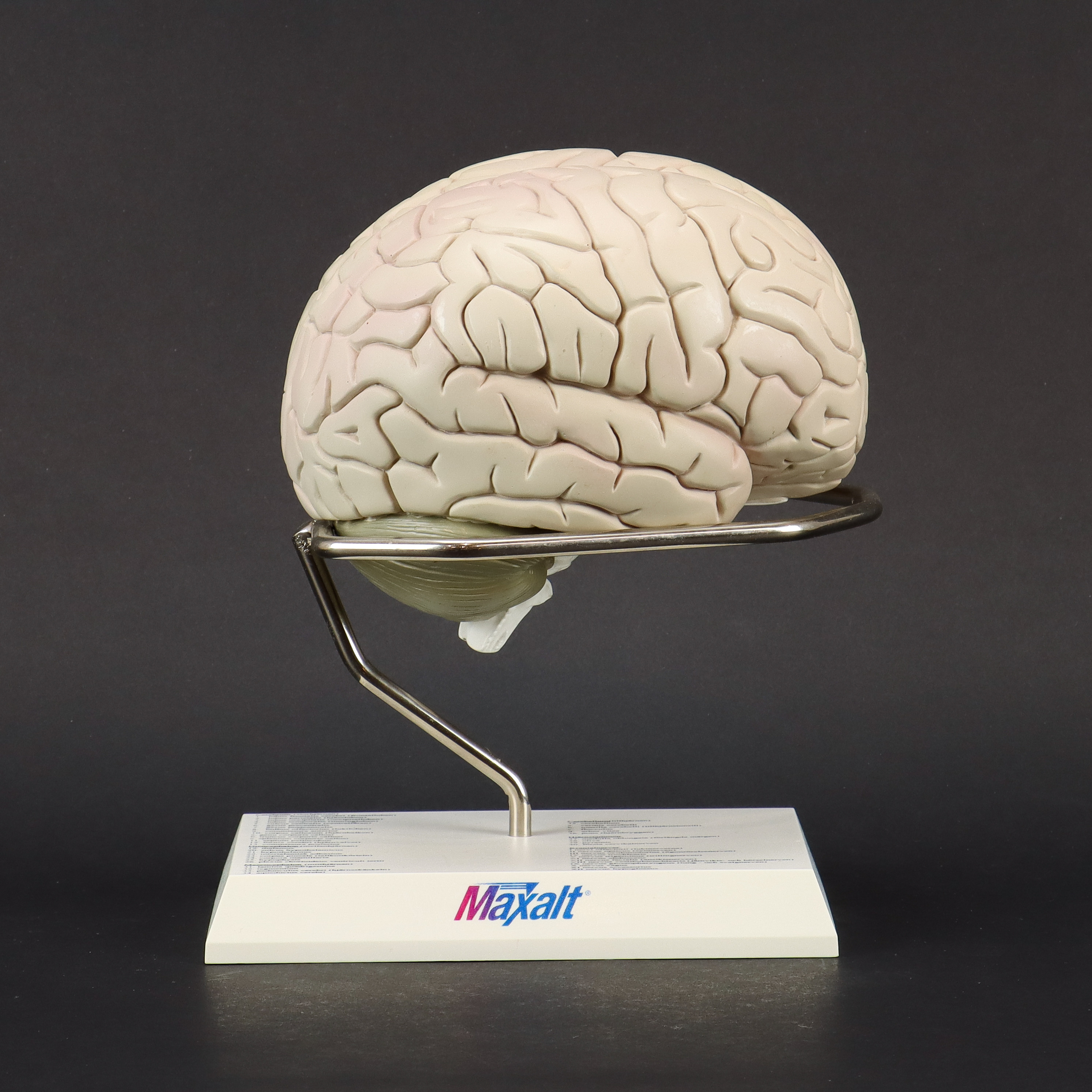 Images for 3578242. ANATOMICAL MODEL OF THE BRAIN. - Auctionet
