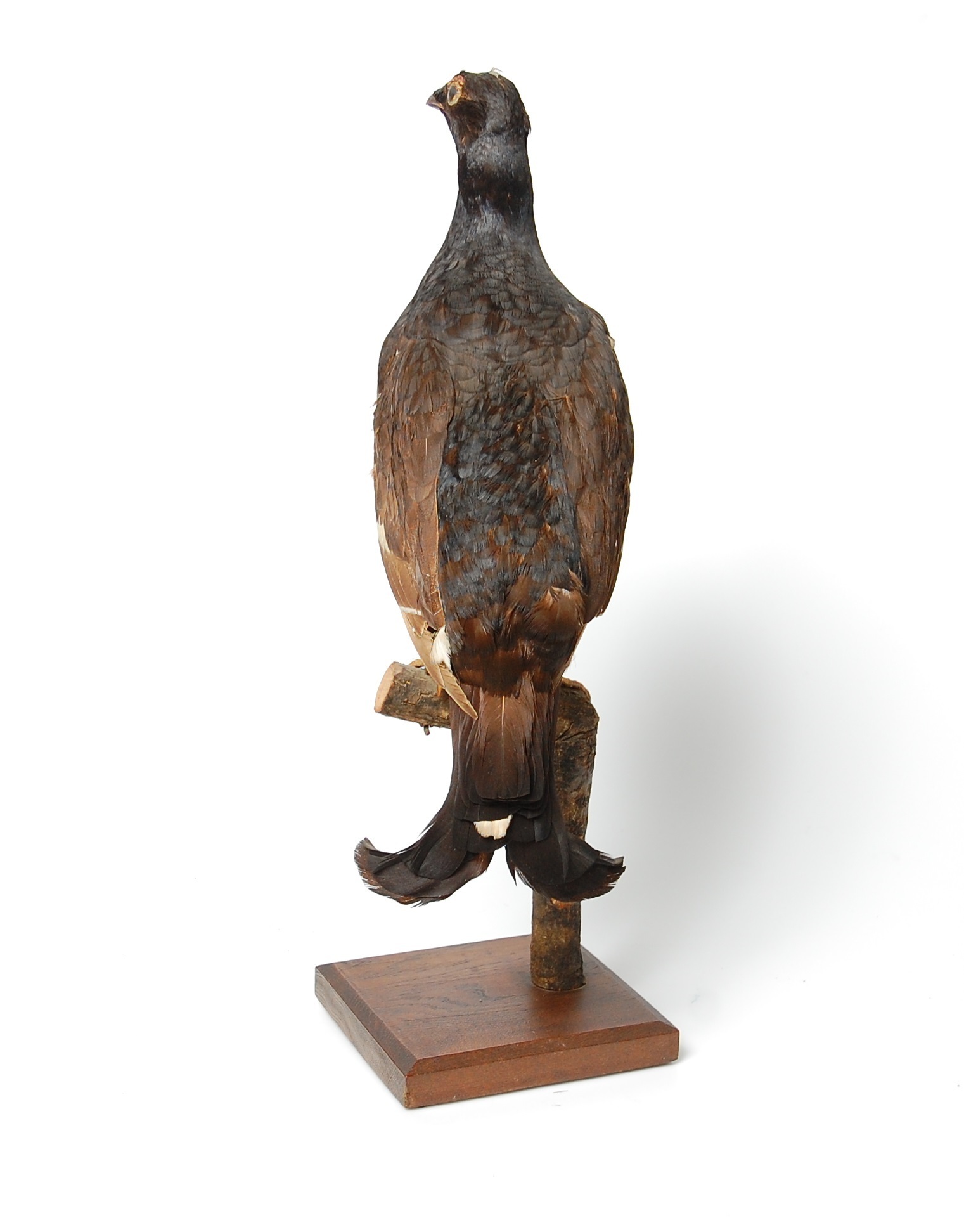 Images for 371369. ORRE, stuffed, 1940s by curator Philip Persson ...