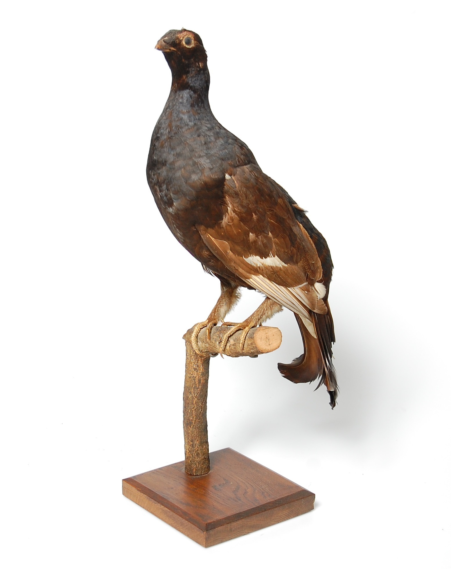Images for 371369. ORRE, stuffed, 1940s by curator Philip Persson ...