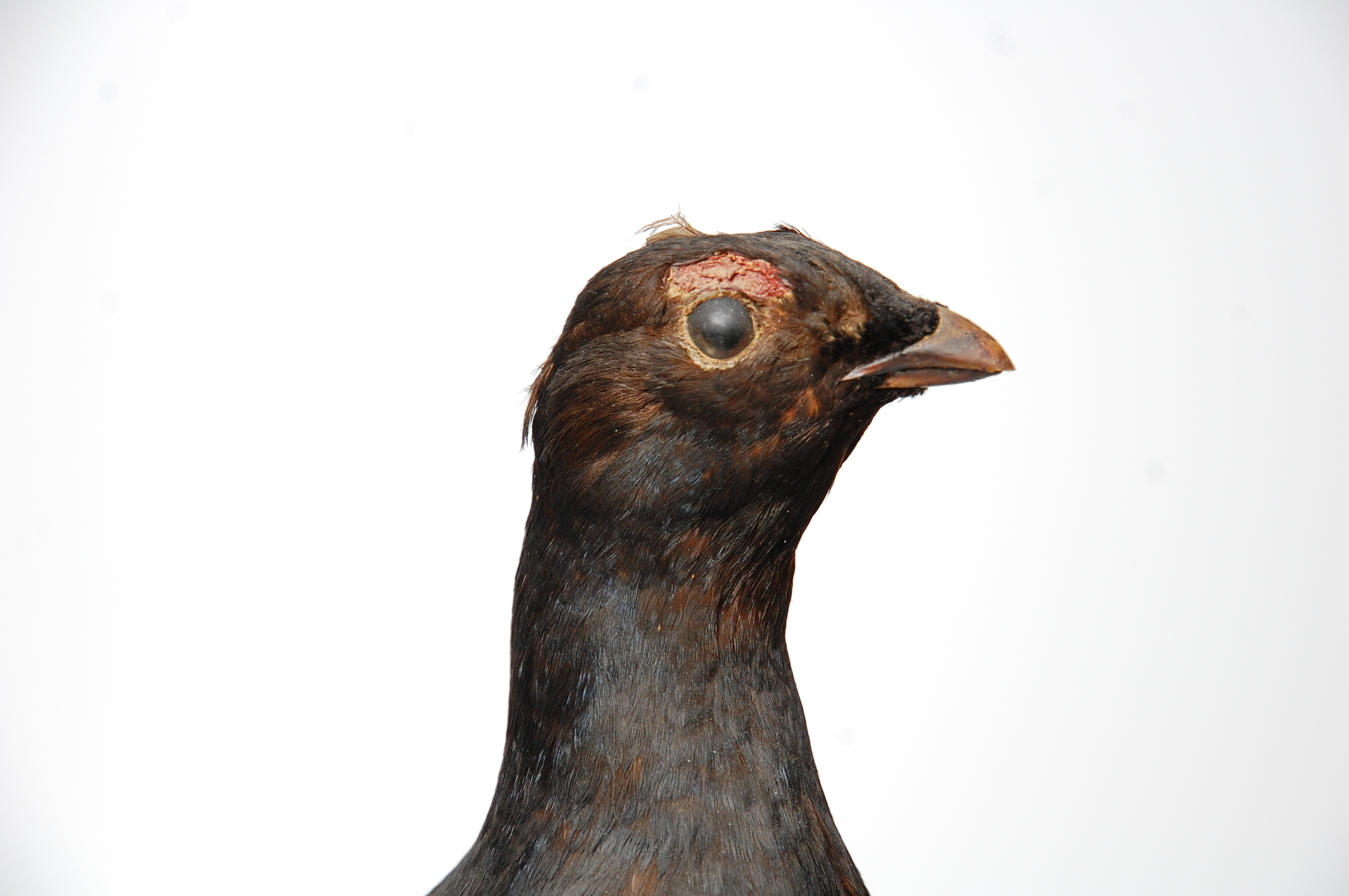 Images for 371369. ORRE, stuffed, 1940s by curator Philip Persson ...