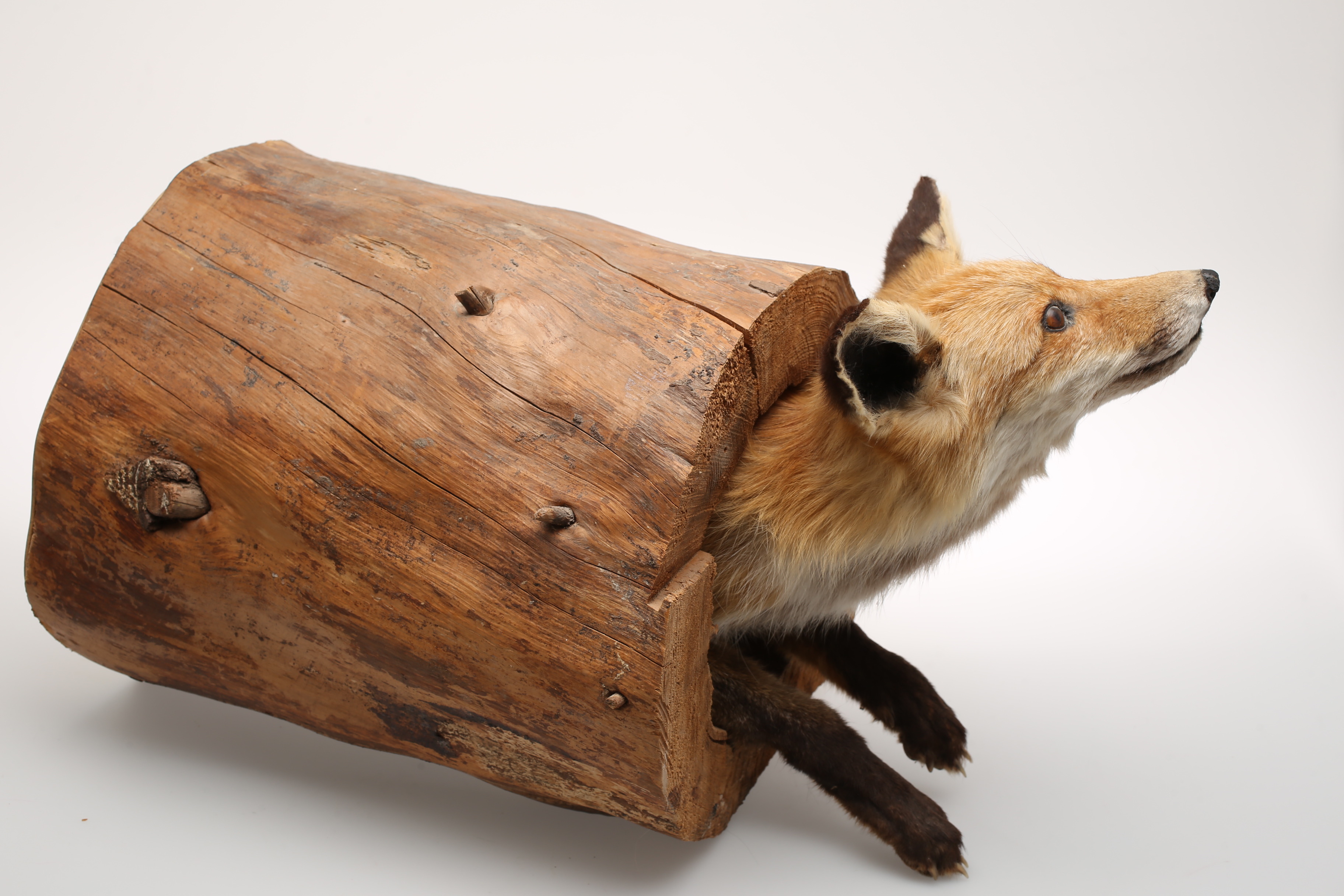 Images for 378245. STUFFED FOX IN TREE TRUNK. - Auctionet