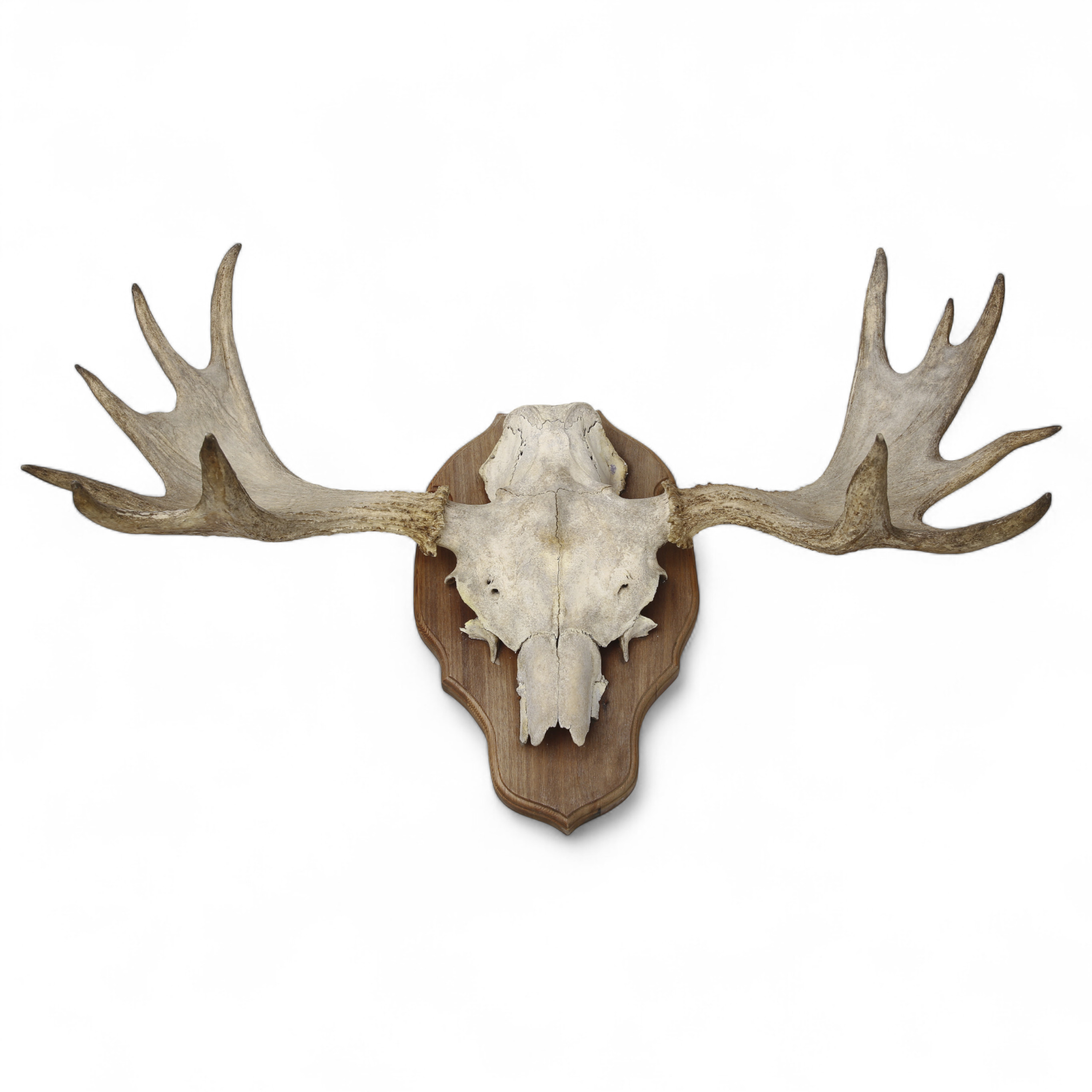 Images for 4277679. HUNTING TROPHY. ELK HORN, mounted on shield made of ...