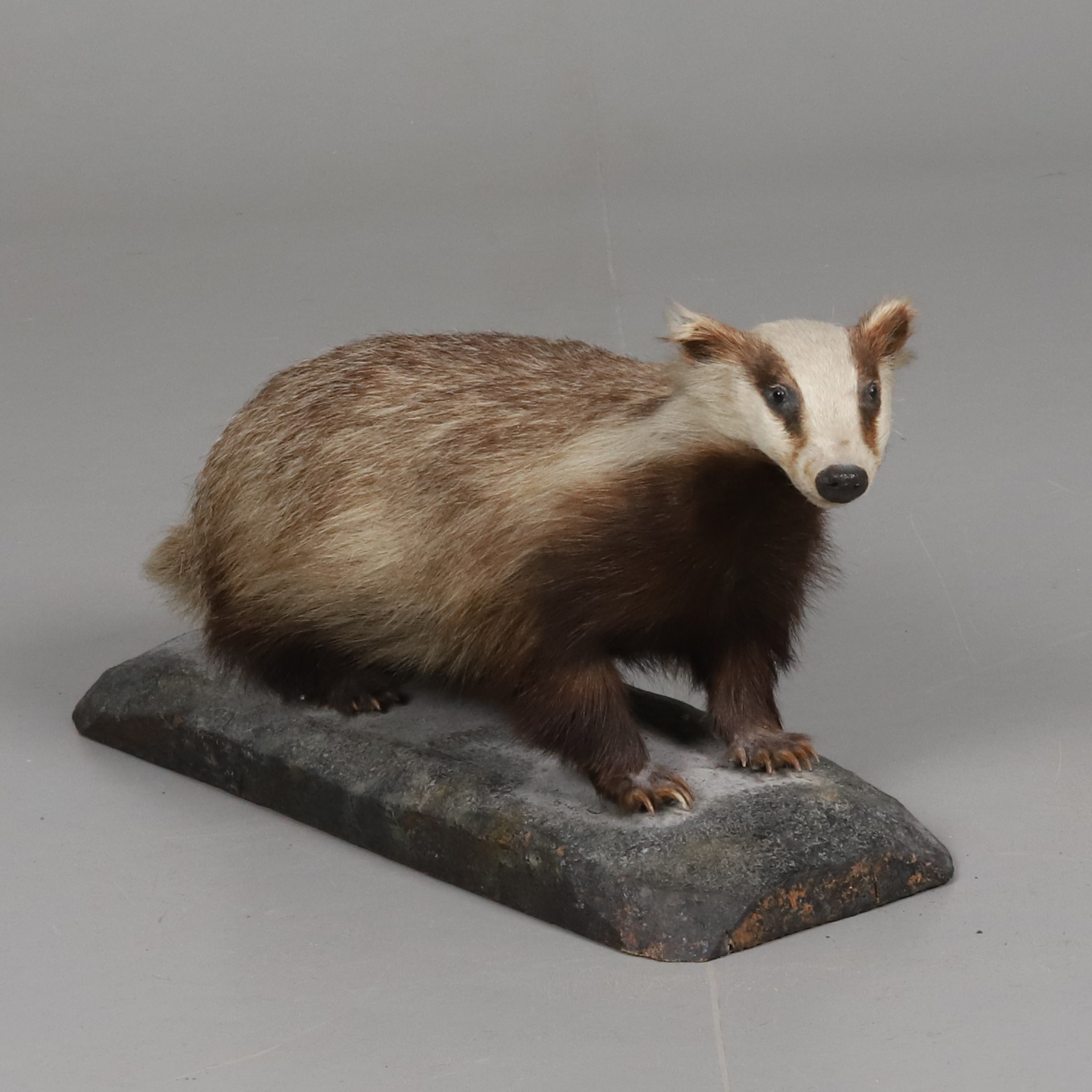 Images for 4302895. STUFFED BADGER. - Auctionet