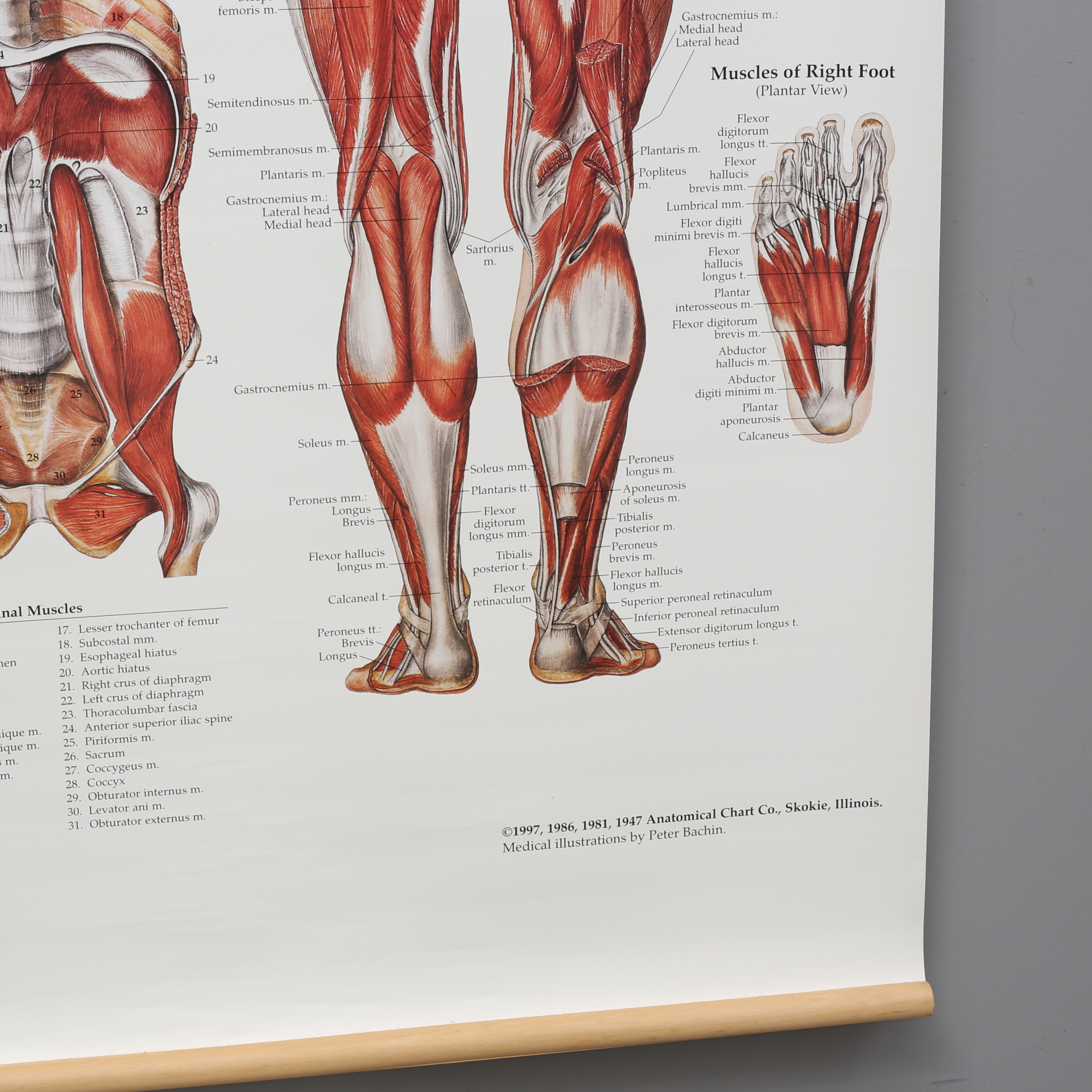 Billeder til 4518332. PLANSCH, Muskelsystemet, medicinske ...