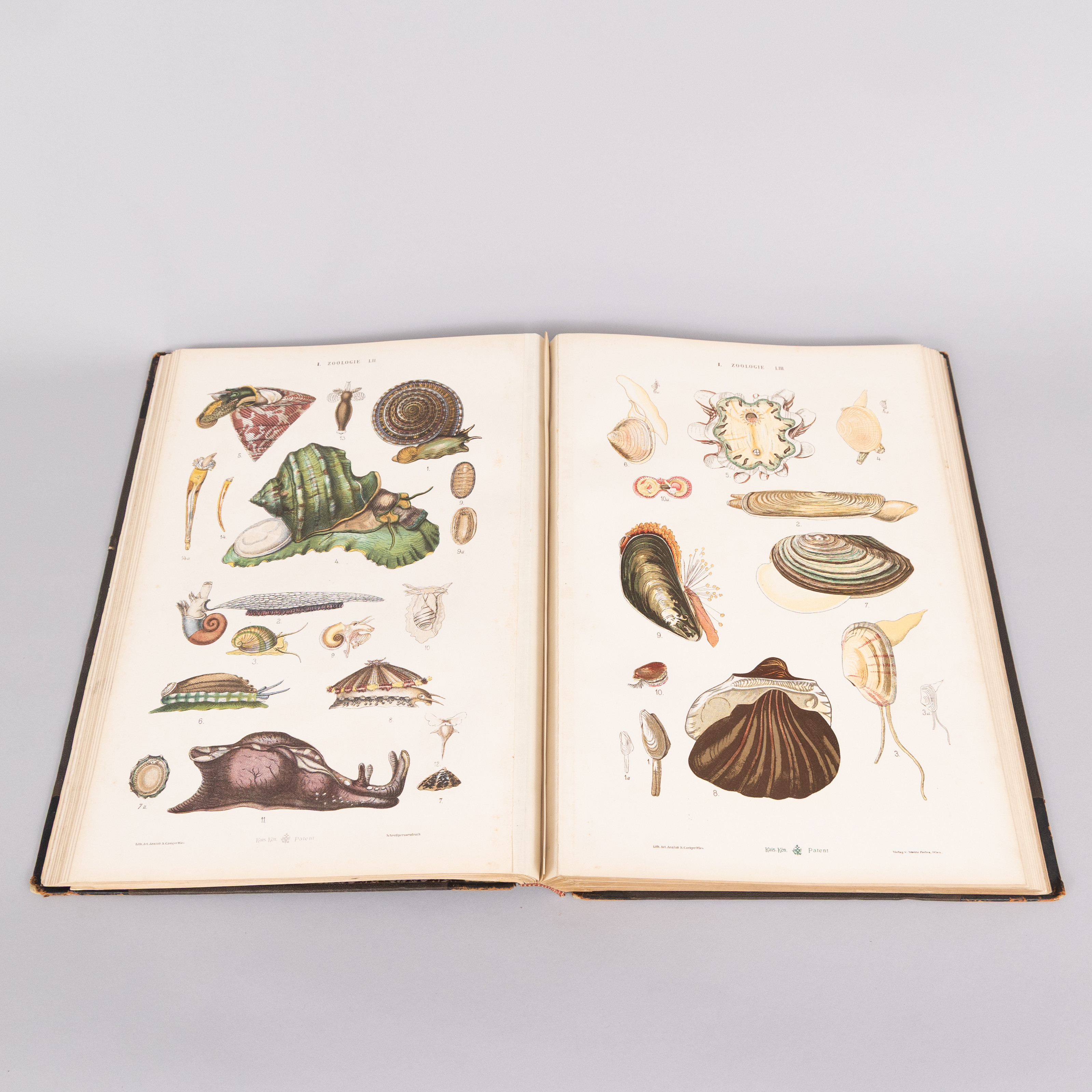 Images for 4789953. BOK, Grosser Handatlas of Natural History by Gustav ...