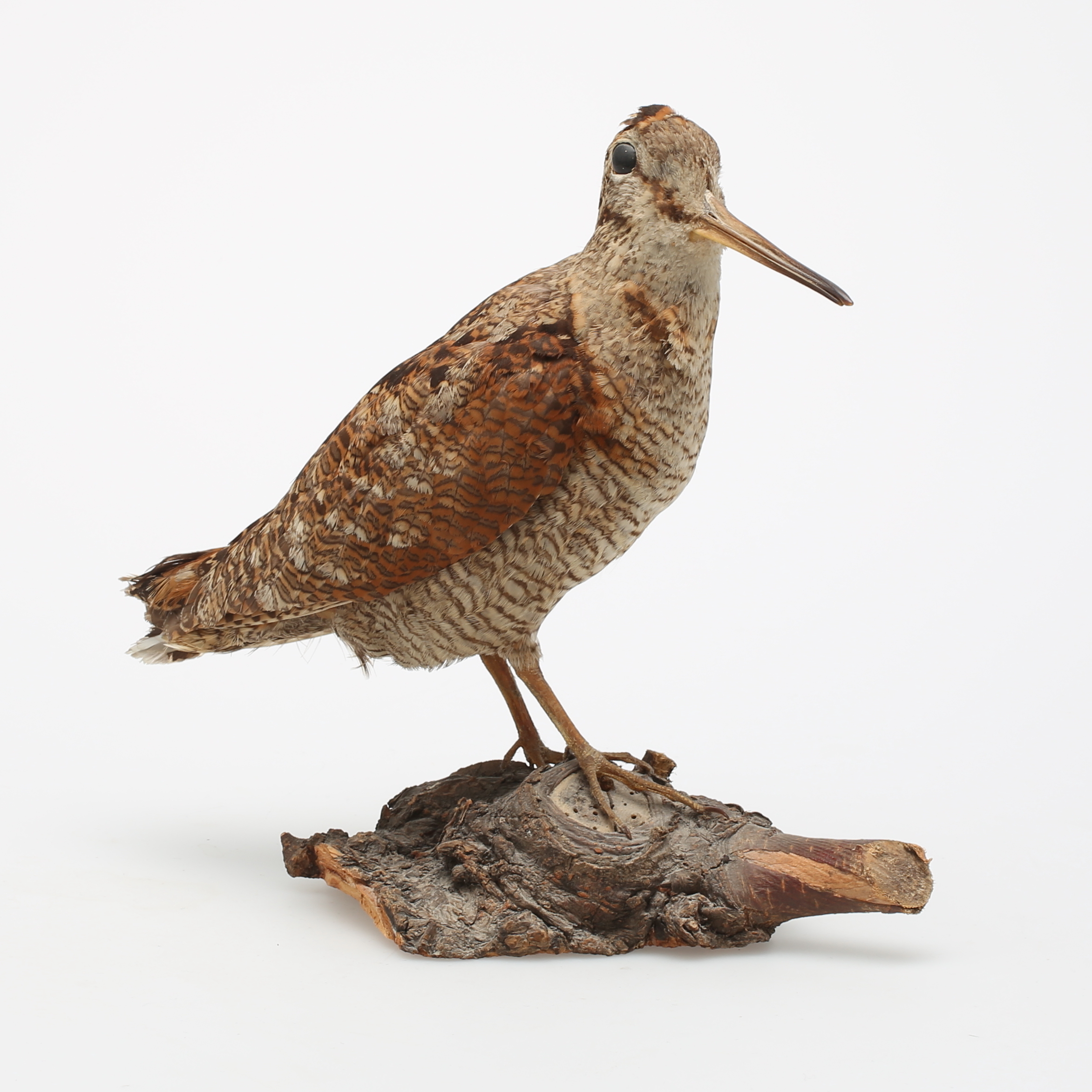 Images for 583058. Snipe, stuffed. - Auctionet
